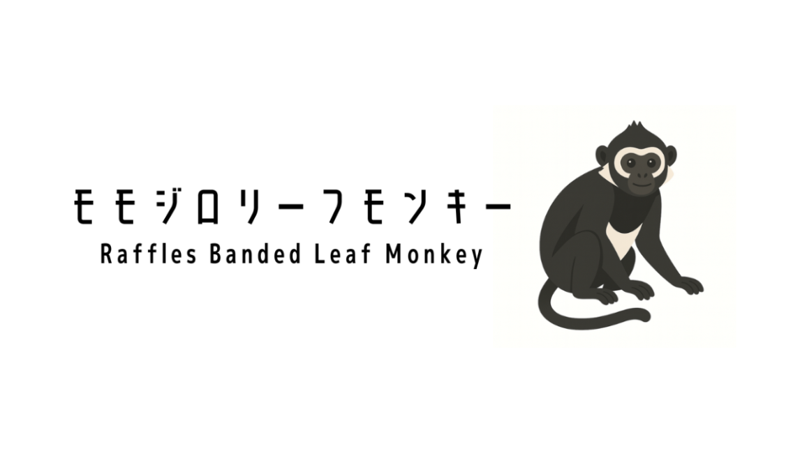 モモジロリーフモンキー（Raffles Banded Leaf Monkey） | ok lah