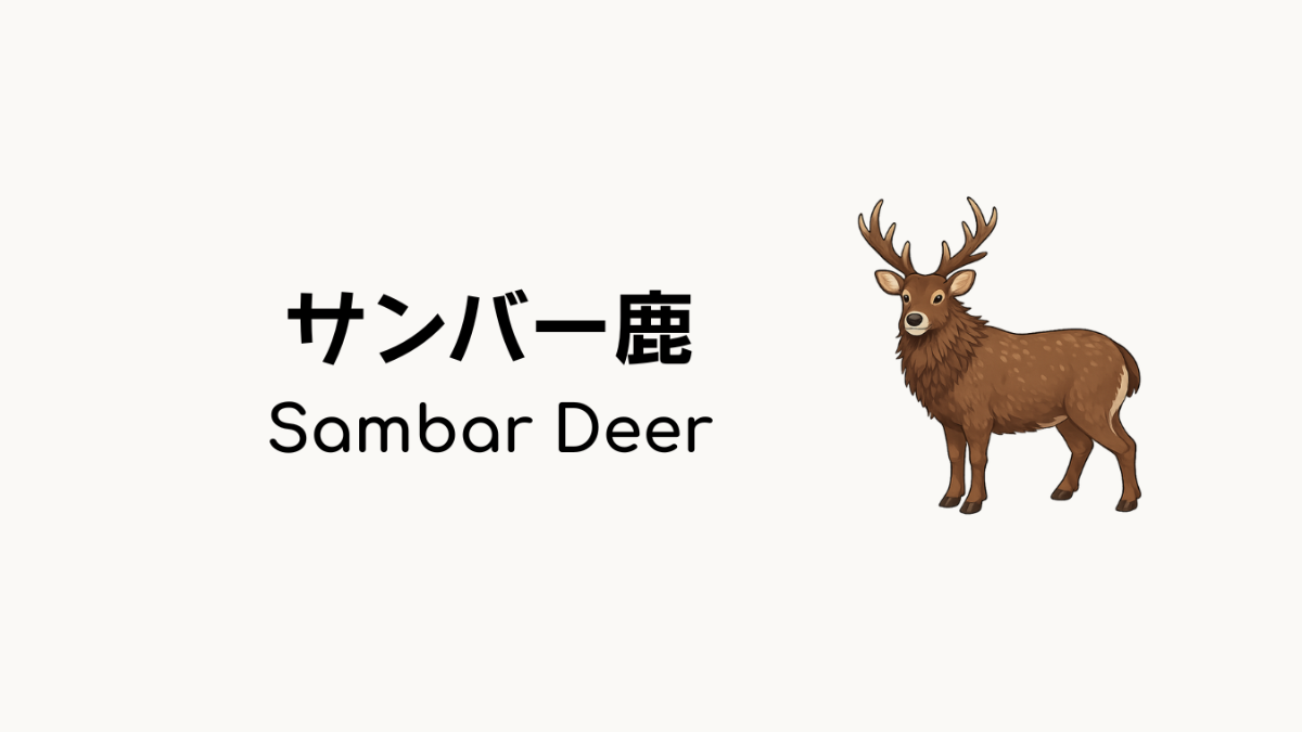 サンバー鹿（Sambar Deer）ってどんな動物？ | ok lah
